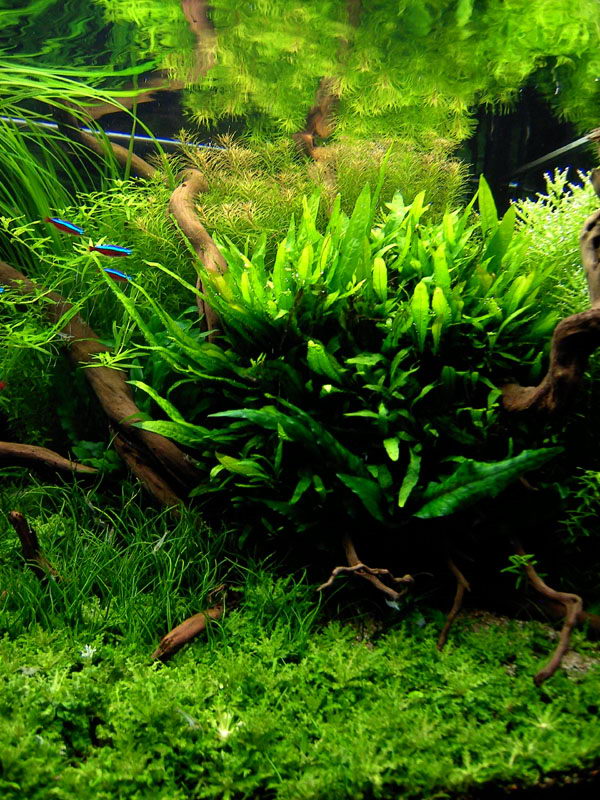 Aquatic plants fertilizer - Aquascaping - Aquatic plants - Aqua ...
